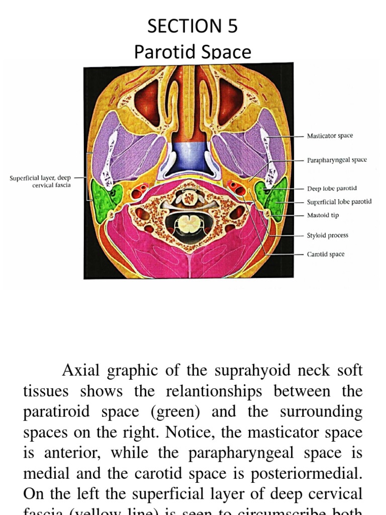 Parotid Space Overview | PDF