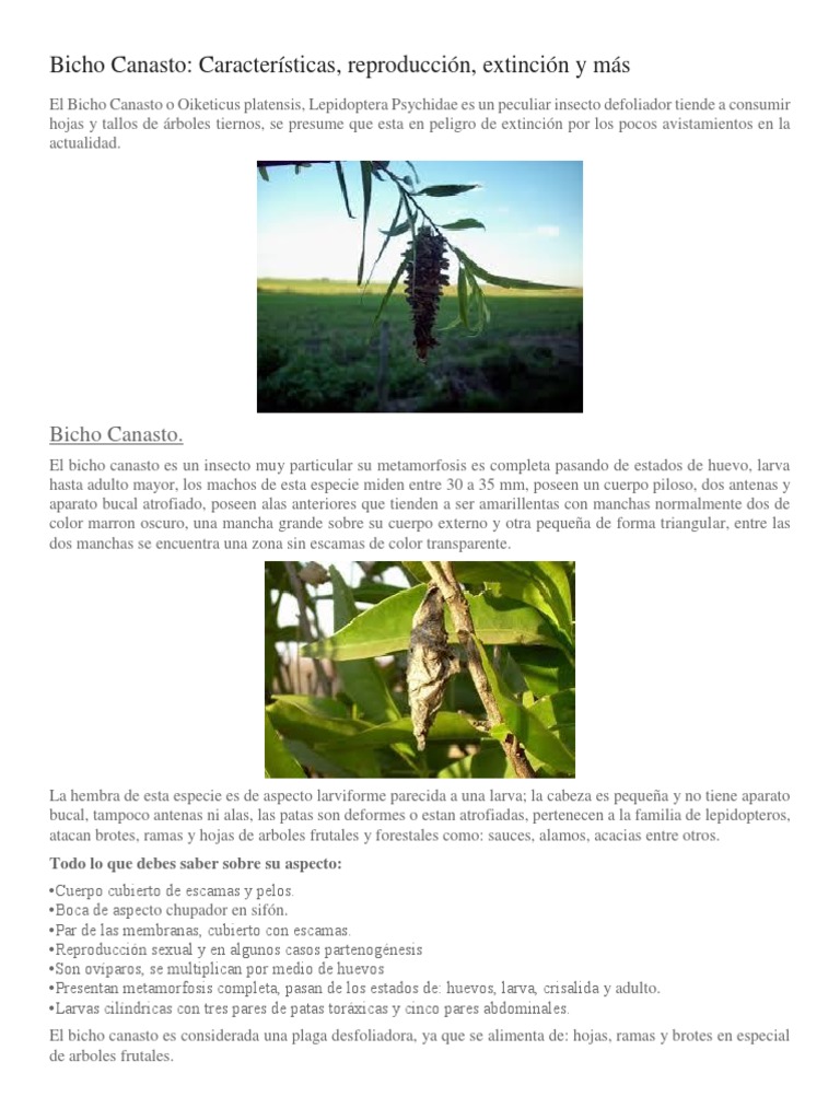 Bicho Canasto | PDF | Organismos | Plantas
