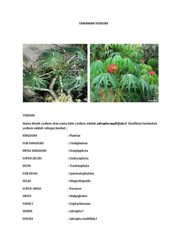 Tanaman Yodium | PDF