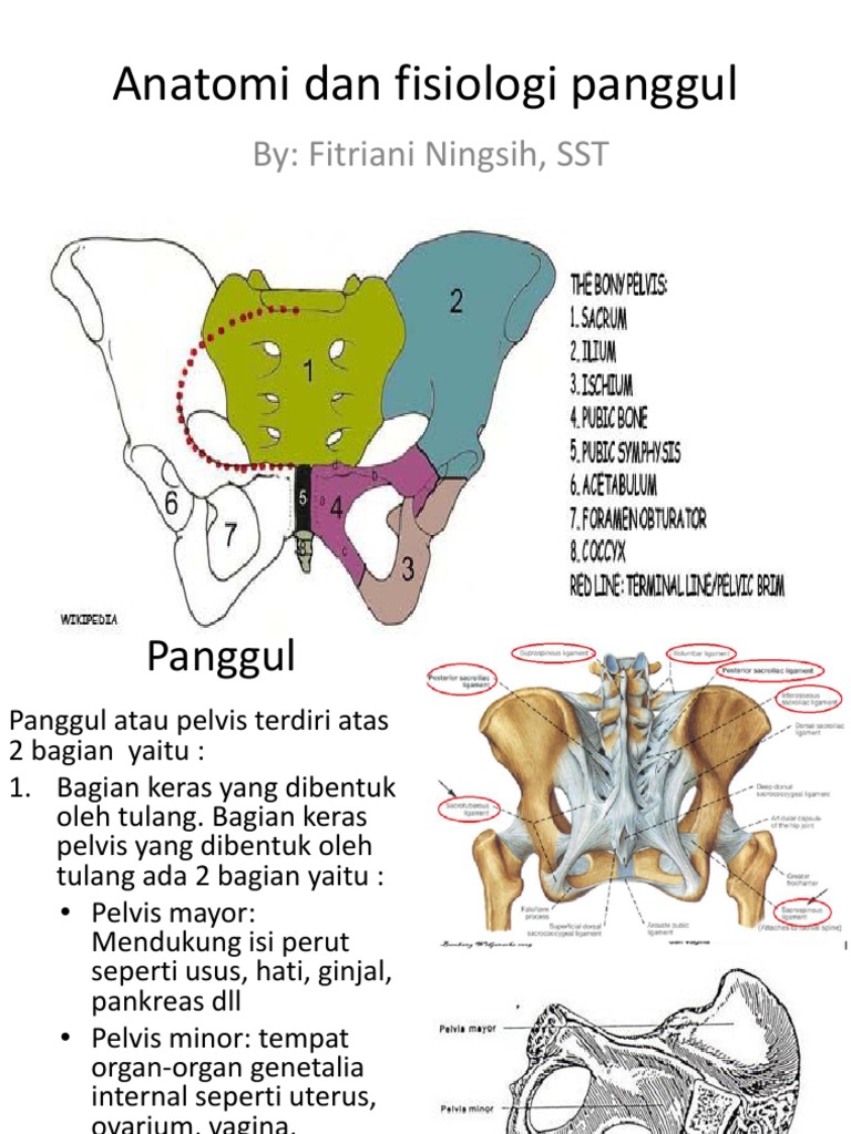 Anatomi Dan Fisiologi Panggul | PDF