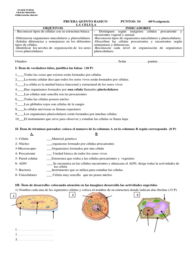 Un análisis de la estructura y función celular: Un examen de quinto ...