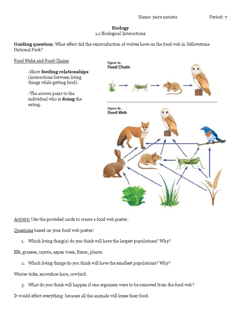Impact of Wolves on Yellowstone Food Web | PDF | Food Web | Coyote