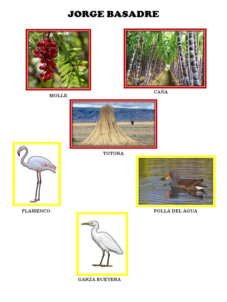 Flora y Fauna de Tacna y Sus Provincias | PDF