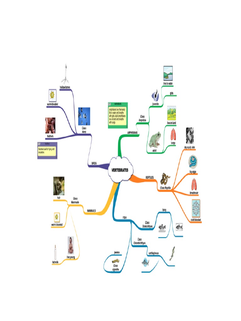 Tugas Mind Map Klasifikasi Animalia | PDF