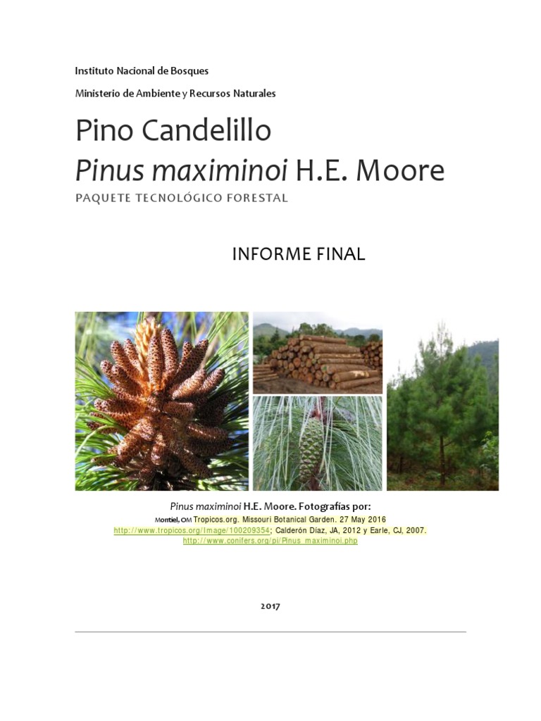 Pino Candelillo PDF | PDF | Suelo | Plantas