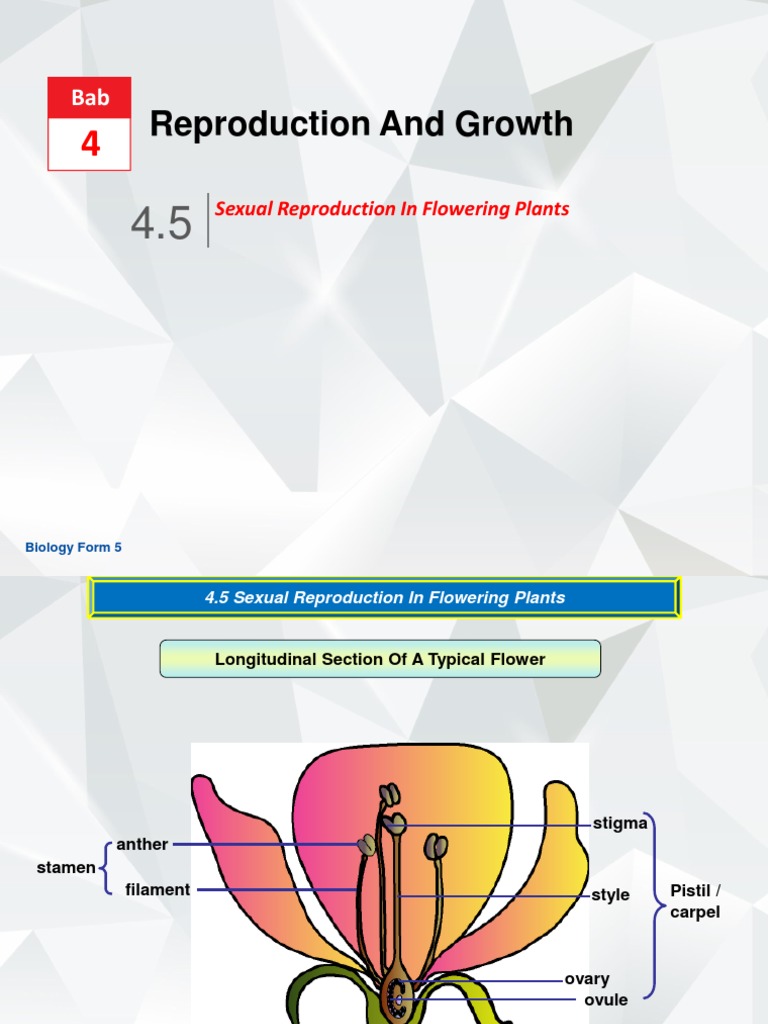 The Process of Sexual Reproduction in Flowering Plants: Pollen ...