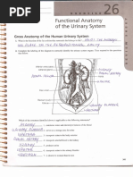 Reproductive System Chapter 16 Key Answer | PDF