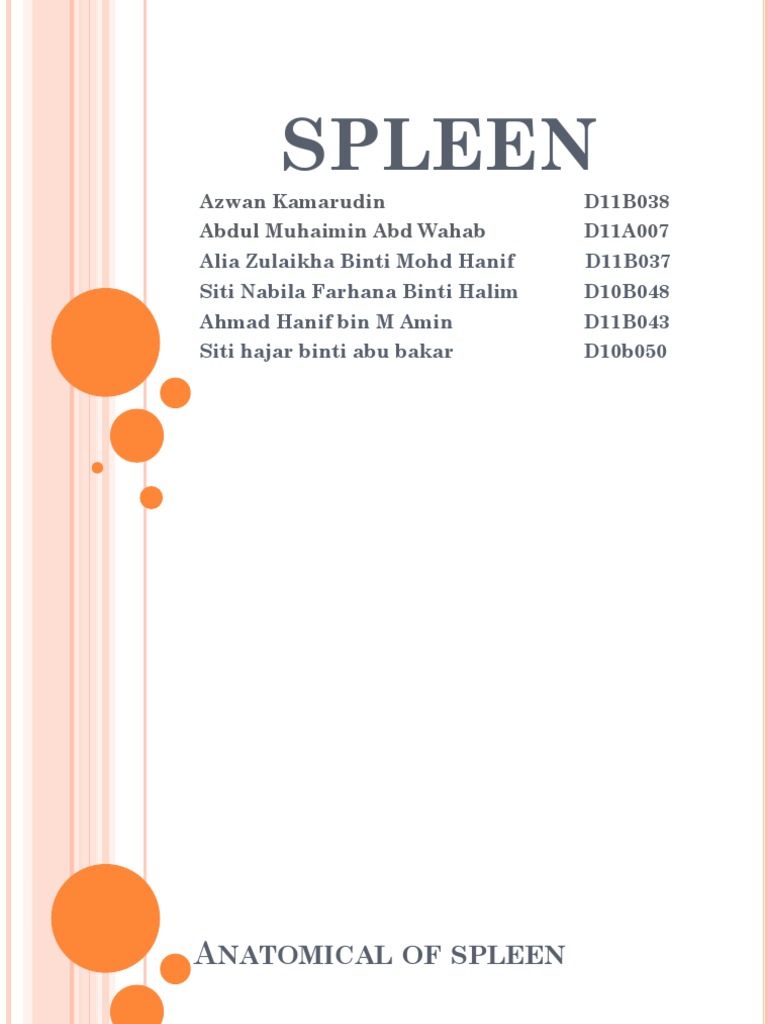 Anatomi Sapi | PDF | Lymphatic System | Spleen