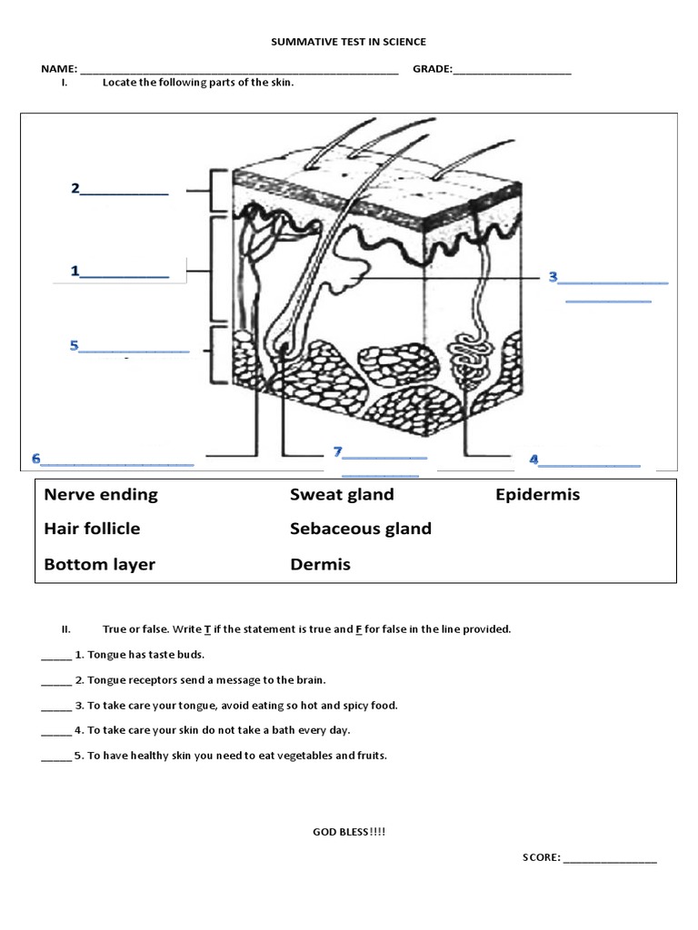 Skin Anatomy and Care Test | PDF