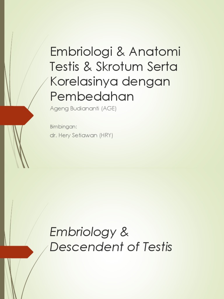 Embriologi Anatomi Testis Dan Skrotum - Pembedahan | PDF