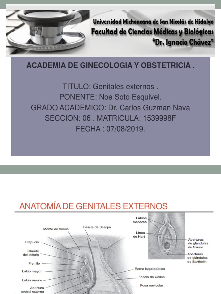 Anatomía de Genitales Externos Femeninos | PDF | Labios | Vagina