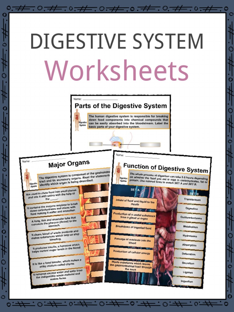 Worksheets: Digestive System | PDF | Human Digestive System ...