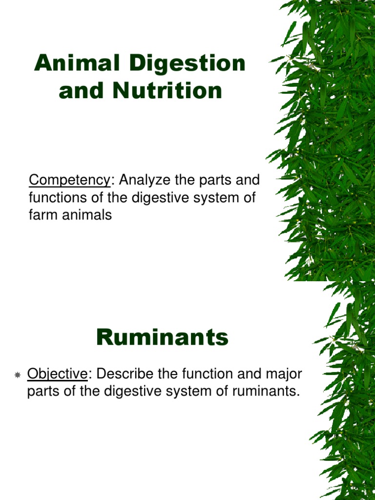 Animal Digestion System PDF | PDF | Ruminant | Human Digestive System