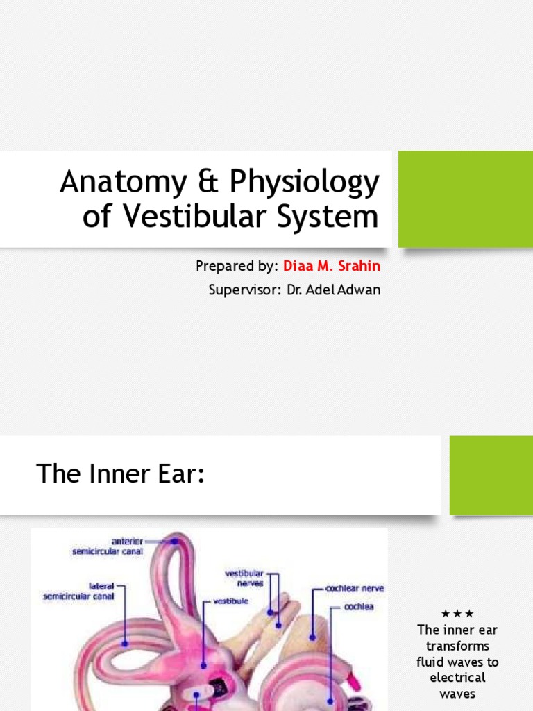 Anatomy & Physiology of Vestibular System: Prepared By: Supervisor: Dr ...