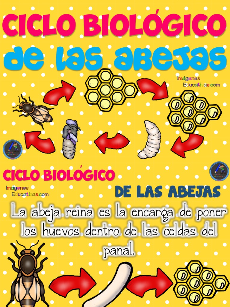 Ciclo Biologico de Las Abejas Para Ninos PDF