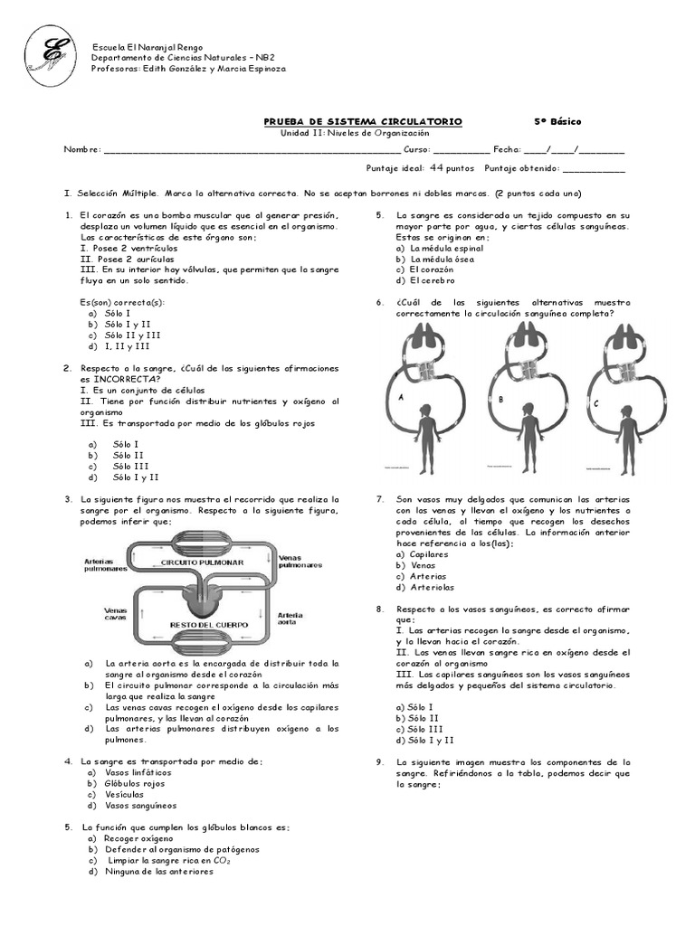 Prueba Sistema Circulatorio | PDF | Sistema circulatorio | Sangre