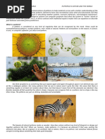 Patterns and Numbers in Nature and The World | PDF | Pattern | Nature