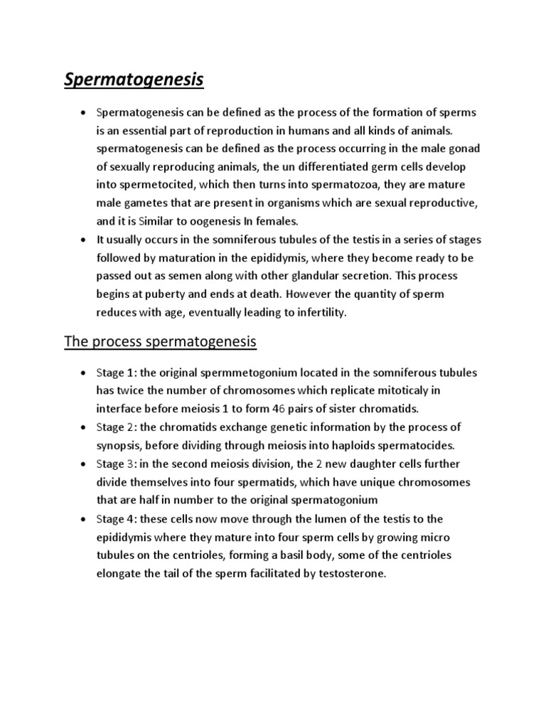 The Stages and Factors of Spermatogenesis: An Examination of the ...
