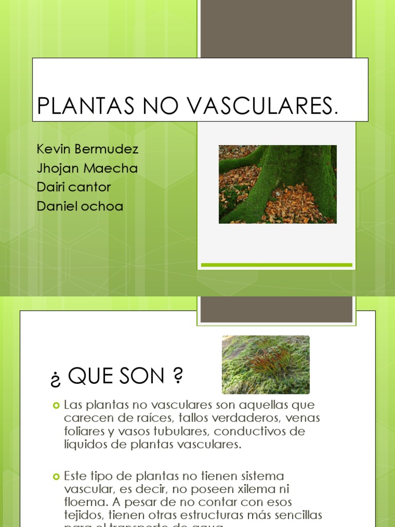 Plantas No Vasculares Tipos Y Ejemplos Pdf Musgo Plantas 2488