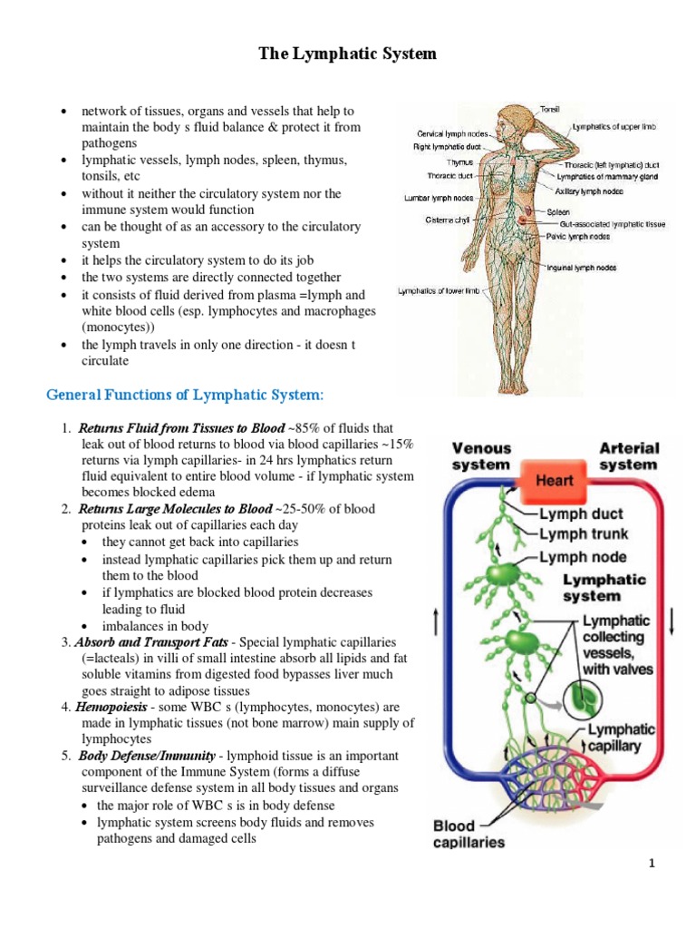 4 19 Lymphmatic System | PDF | Lymphatic System | Lymph