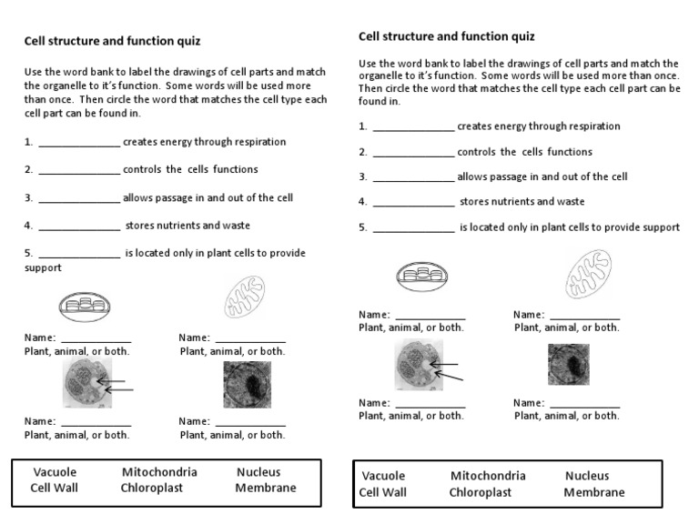 Cell Structure and Function Quiz Cell Structure and Function Quiz | PDF