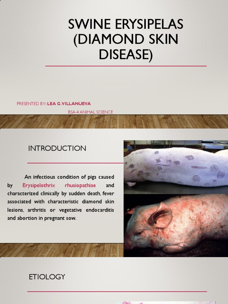 Swine Erysipelas | PDF | Infection | Epidemiology