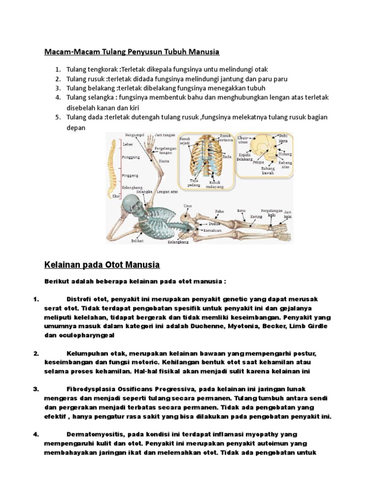Macam Macam Tulang Penyusun Rangka | PDF