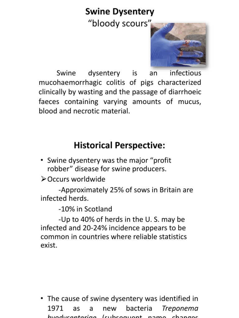 "Bloody Scours": Swine Dysentery | PDF | Diarrhea | Domestic Pig