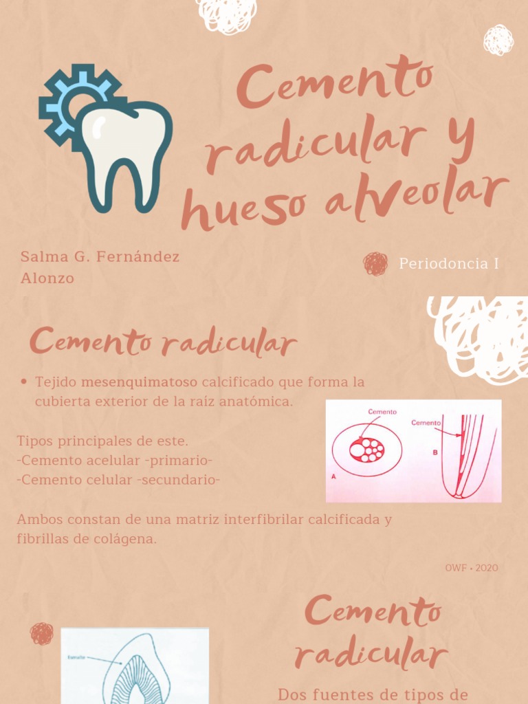 Cemento Radicular y Hueso Alveolar | PDF | Hueso | Diente