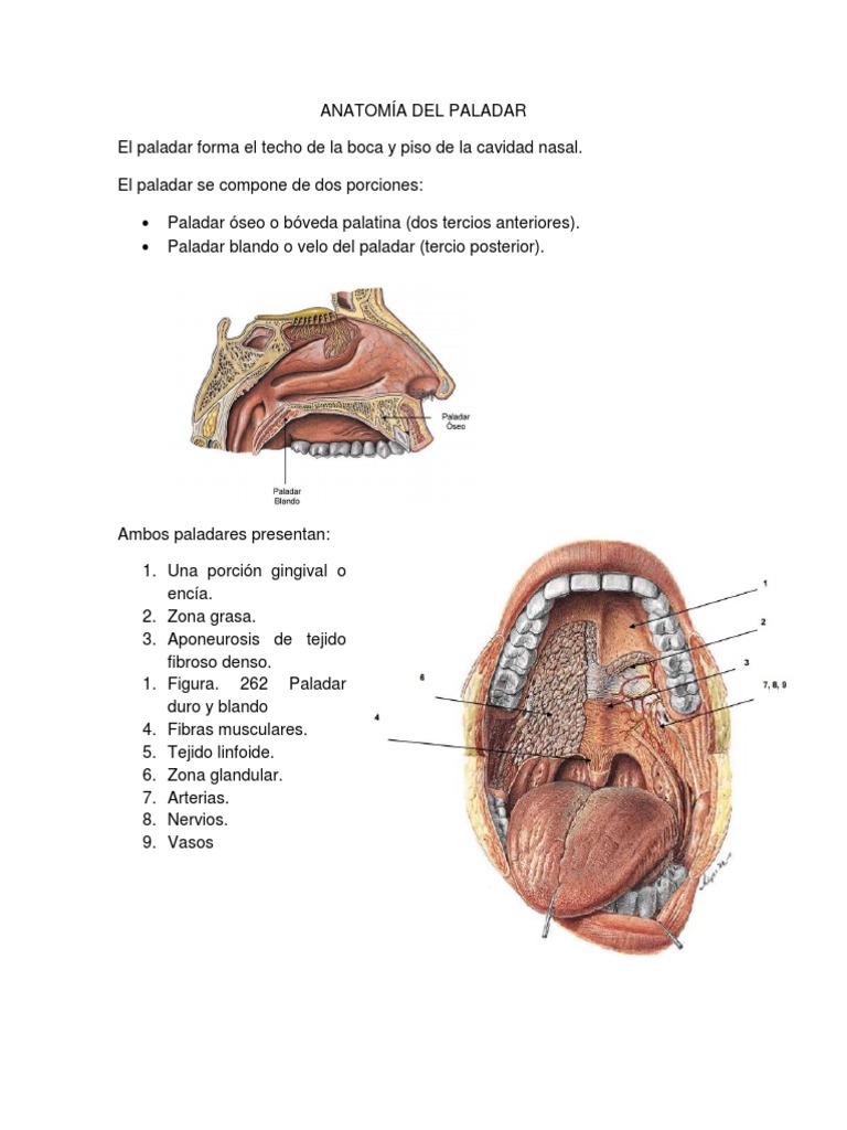 Anatomía Del Paladar | PDF | Cabeza y cuello humanos | Sistema ...