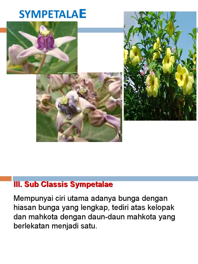 Sympetalae New | PDF | Griya & Taman