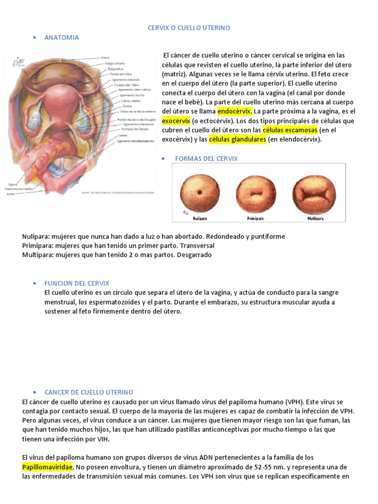 Cervix o Cuello Uterino | PDF | Cáncer de cuello uterino | Terapia de ...