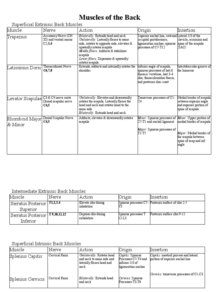 Back Muscle Chart | PDF | Vertebra | Vertebral Column