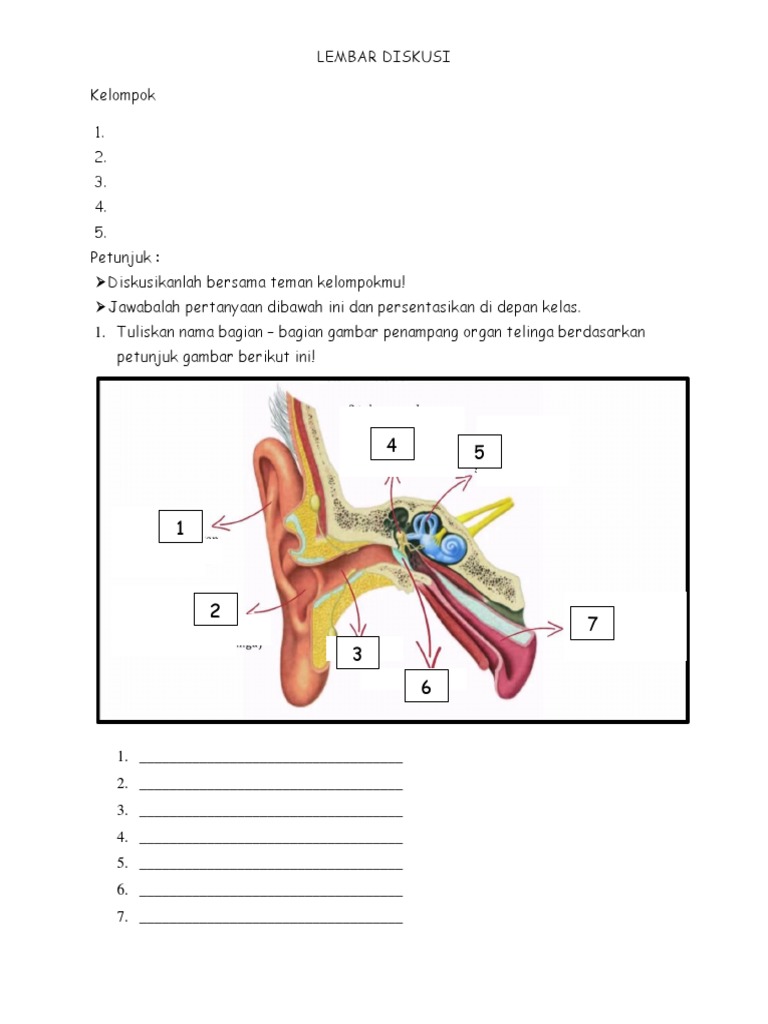 Lembar Diskusi Ipa Bagian - Bagian Telinga | PDF