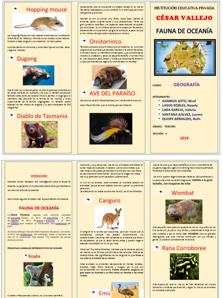 Triptico Oceania | PDF | Coala | Marsupiales