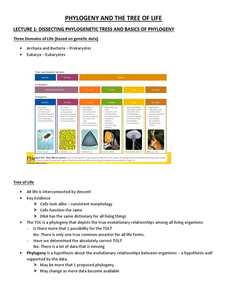 Phylogeny and The Tree of Life | PDF | Phylogenetic Tree | Taxonomy ...