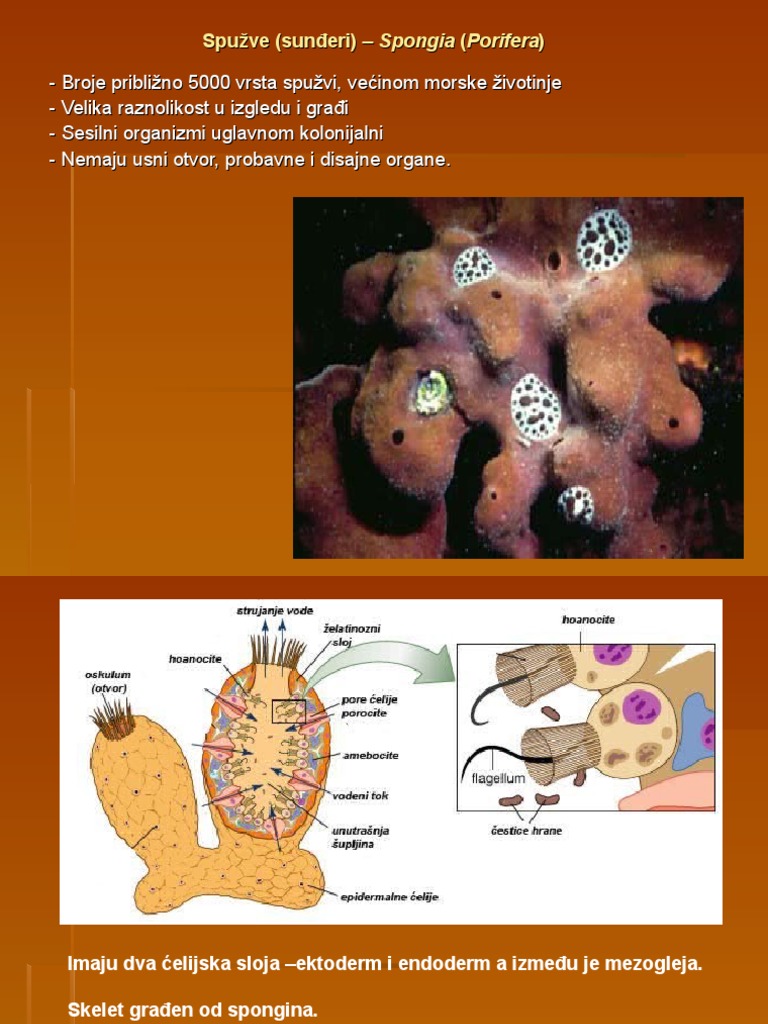 Spuzve I Dupljari | PDF