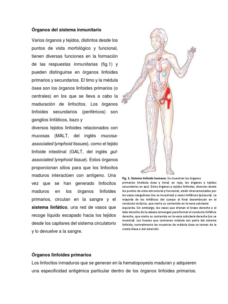 Órganos Del Sistema Inmunitario | PDF | Ganglio linfático | Sistema linfático