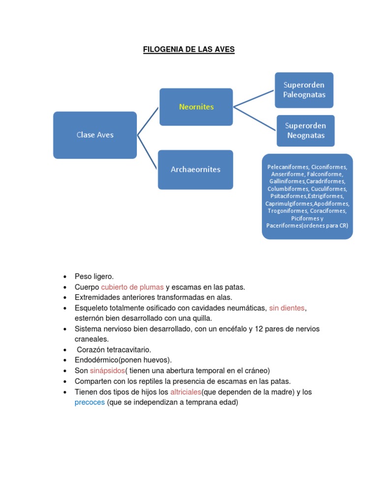 Filogenia de Las Aves | PDF | Aves | Dinosaurios