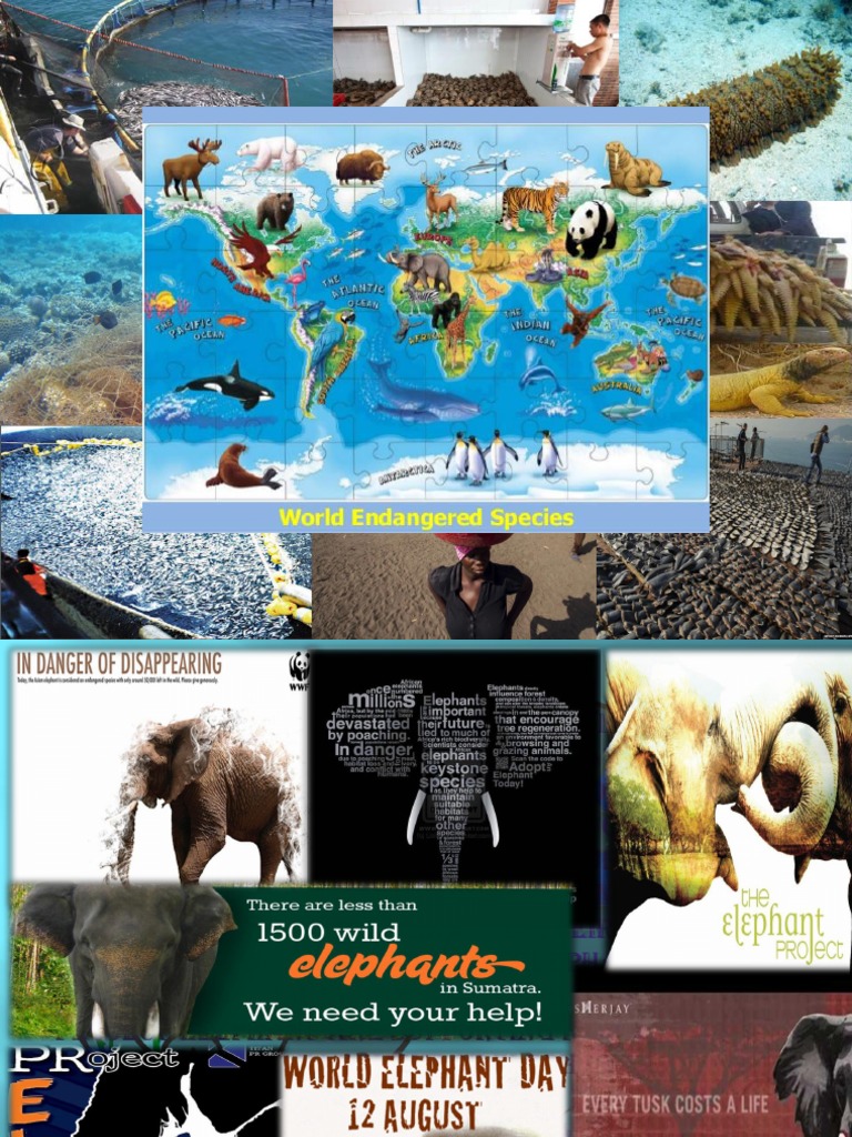Presentation On Animal Extinction | PDF