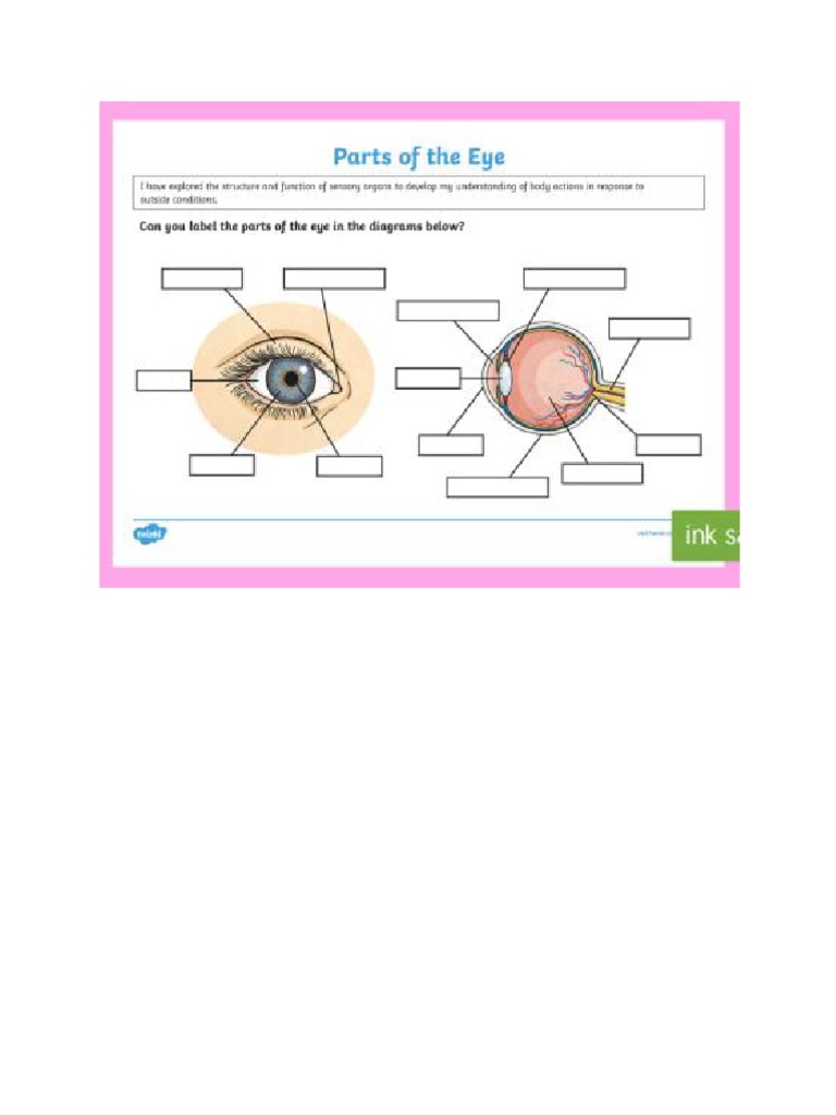 Parts of The Eye Worksheet