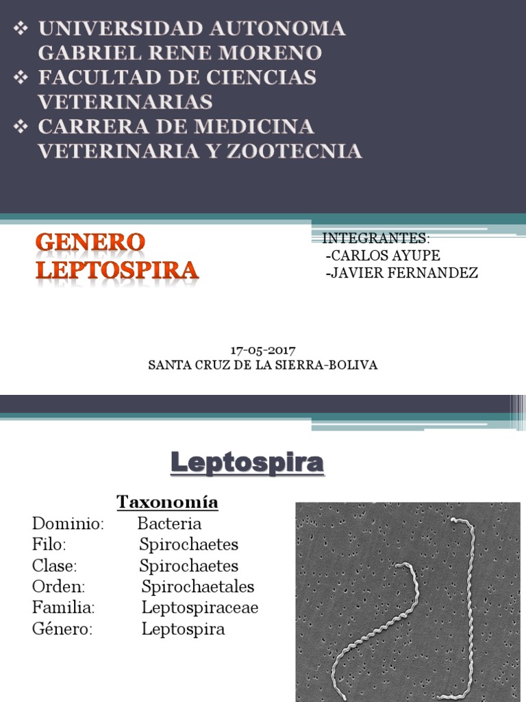 Leptospira | Inmunología | Salud pública | Prueba gratuita de 30 días ...
