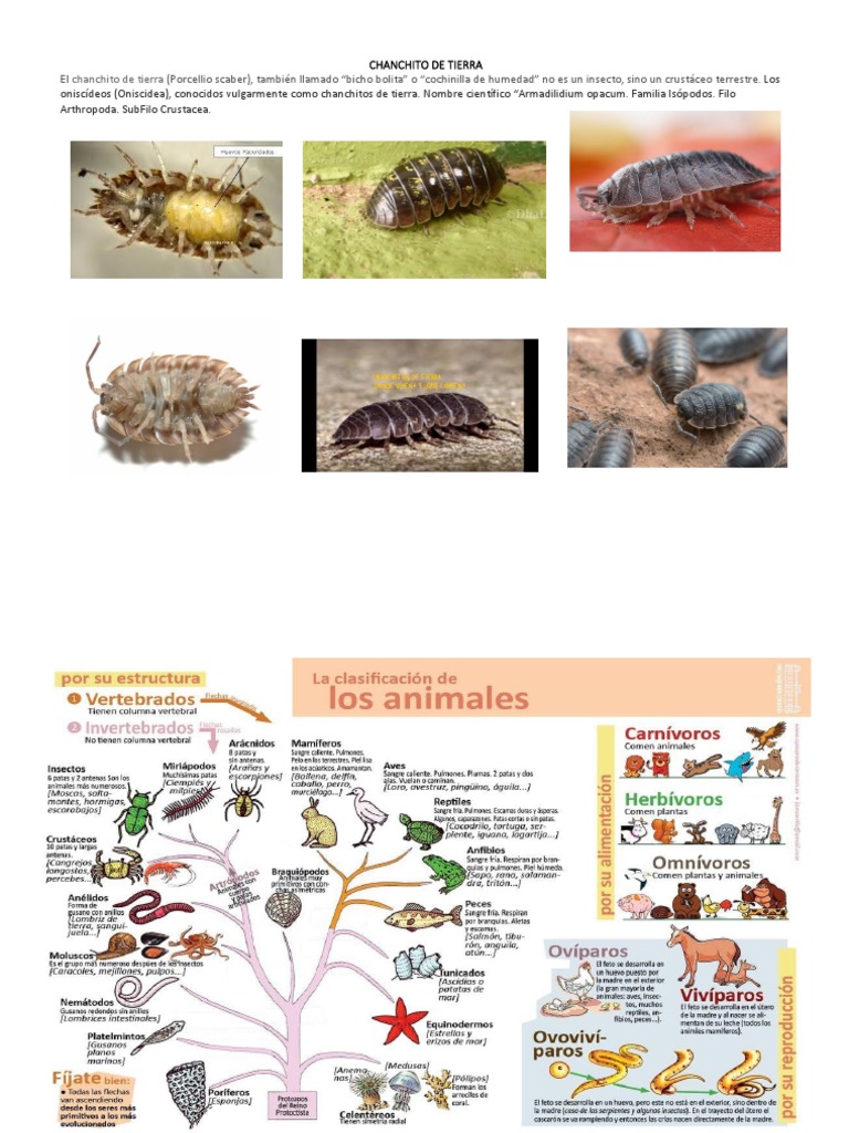 Chanchito de Tierra Fotos | PDF
