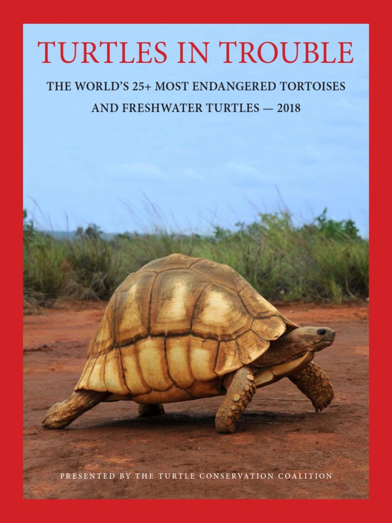 25 + Endangered World's Turtles | PDF | Turtle | Conservation Biology