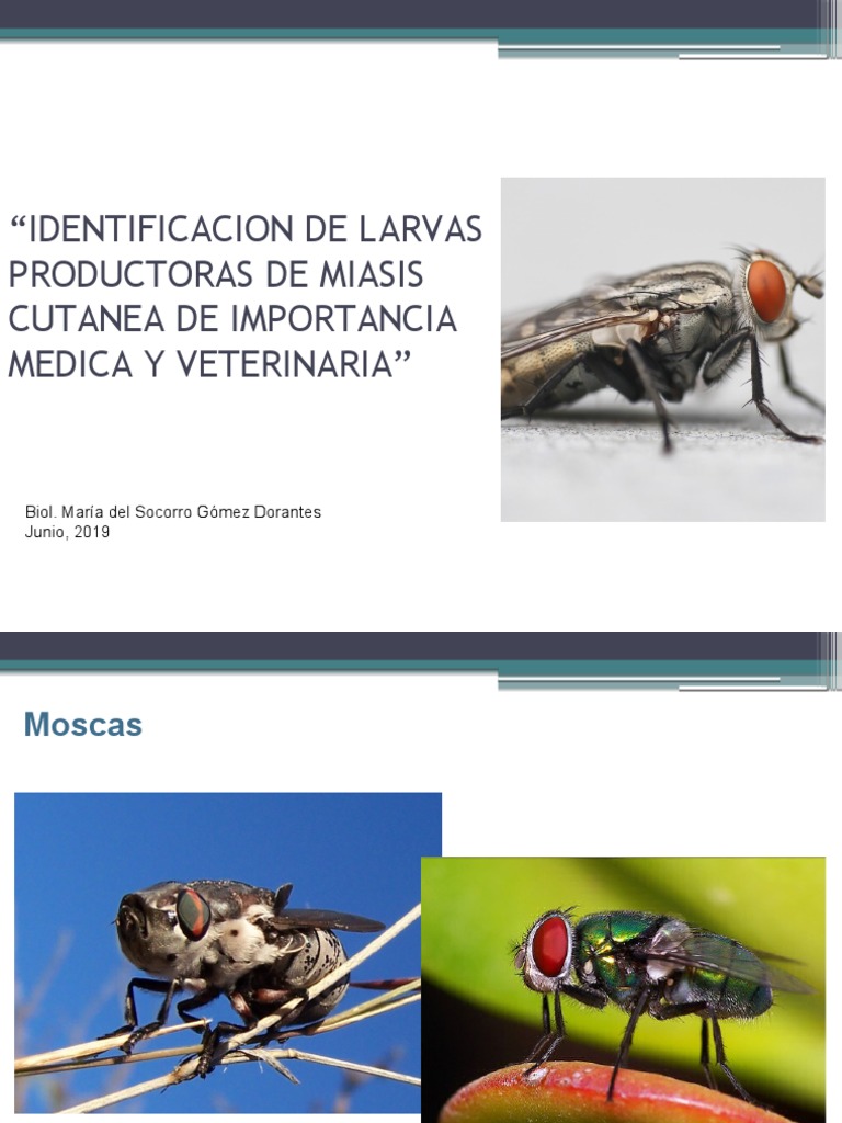 MIASIS | PDF | Insectos y humanos | Organismos