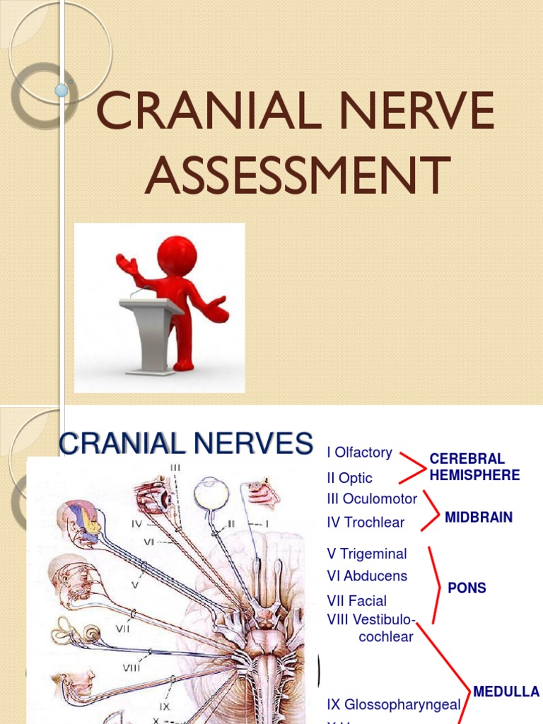 Cranial Nerve Assessment | PDF | Nervous System | Human Head And Neck