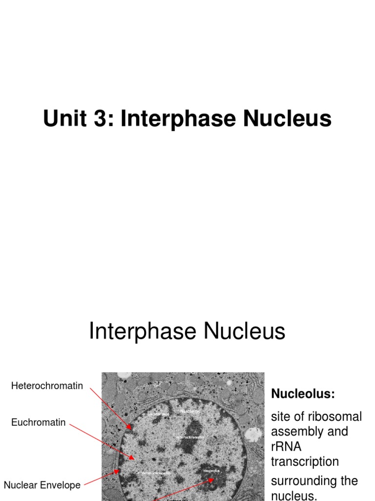 Tutorial 3 - Interphase Nucleus | PDF | Cell Nucleus | Chromatin