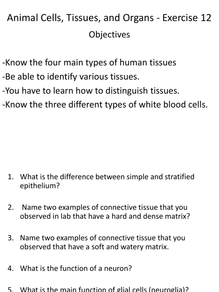 Animal Cells, Tissues, and Organs - Exercise 12 | PDF | Epithelium ...