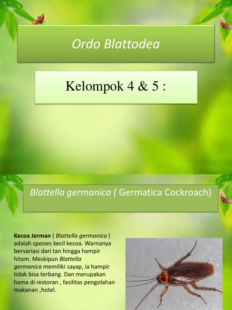 7) Blattodea | PDF
