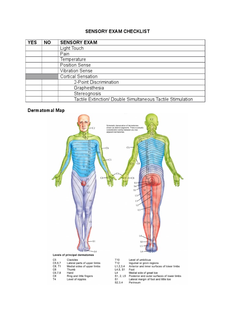 Sensory Exam | PDF